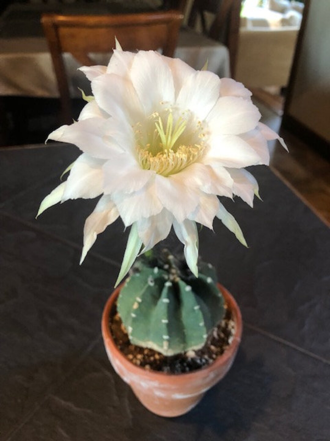Domino Cactus - Echinopsis Subdenudata - Etsy