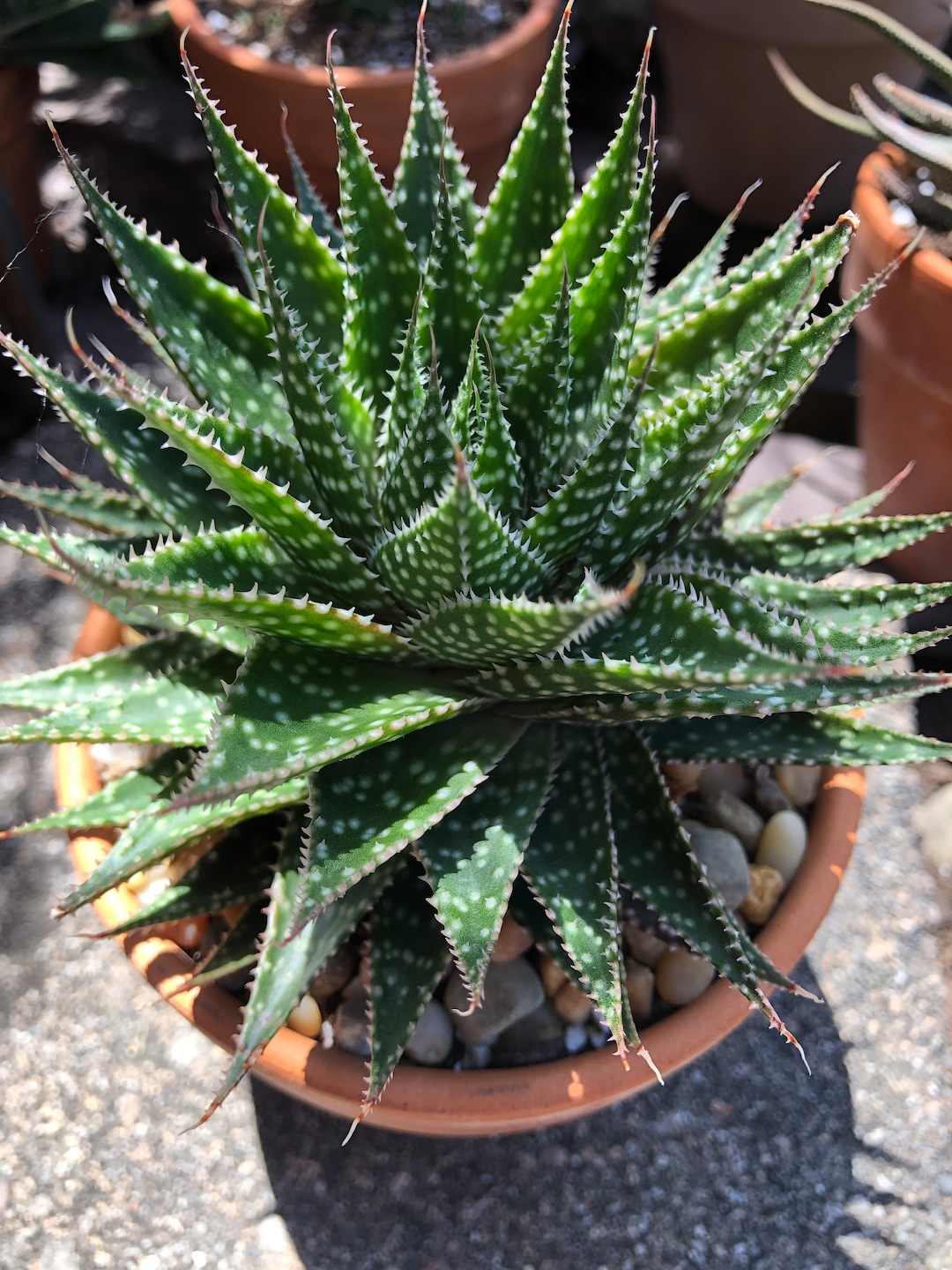 Lace Aloe Aristaloe Aristate - Etsy