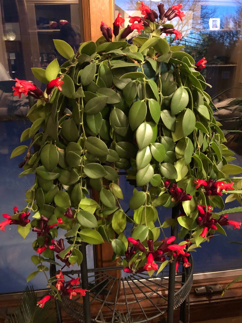 Red Lipstick Plant Aeschynanthus Sp. - Etsy