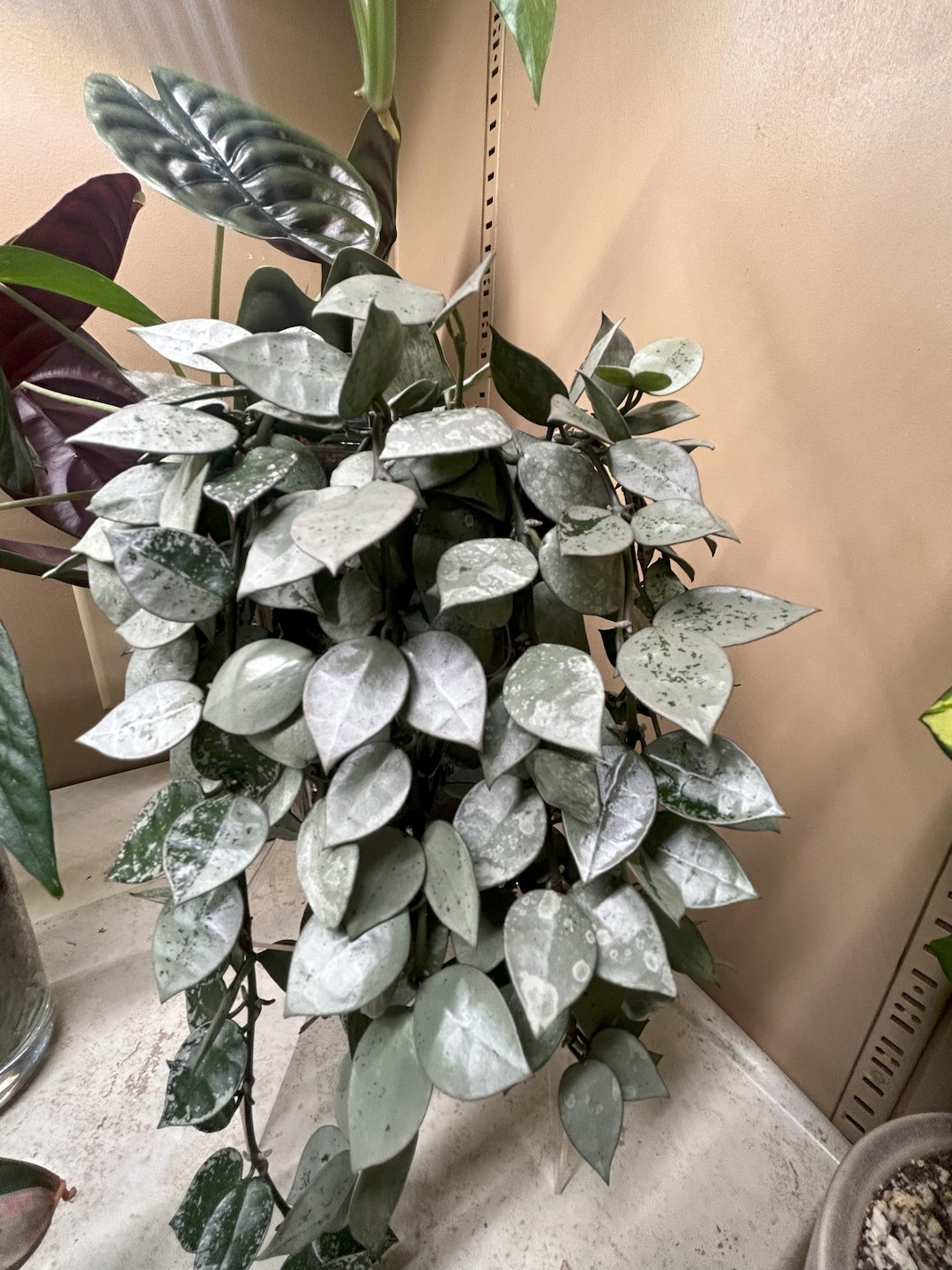 Hoya Krohniana 'super Silver' - Etsy