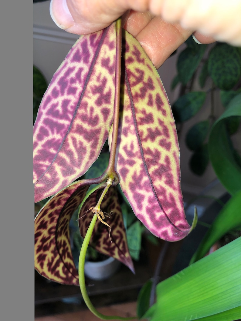 Black Pagoda Lipstick Plant Aeschynanthus Longicaulis - Etsy