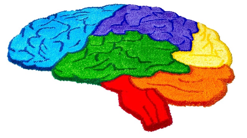 Huge Brain Anatomy Custom Rug - Etsy