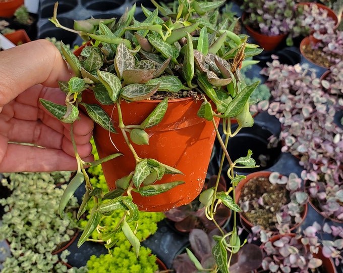 Ceropegia Woodii 'string of Arrows' or 'string of Spades' Succulent ...