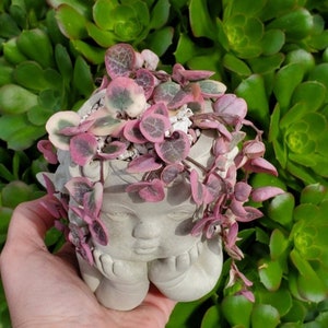 Variegated String of Hearts Angel Succulent Arrangement - Etsy