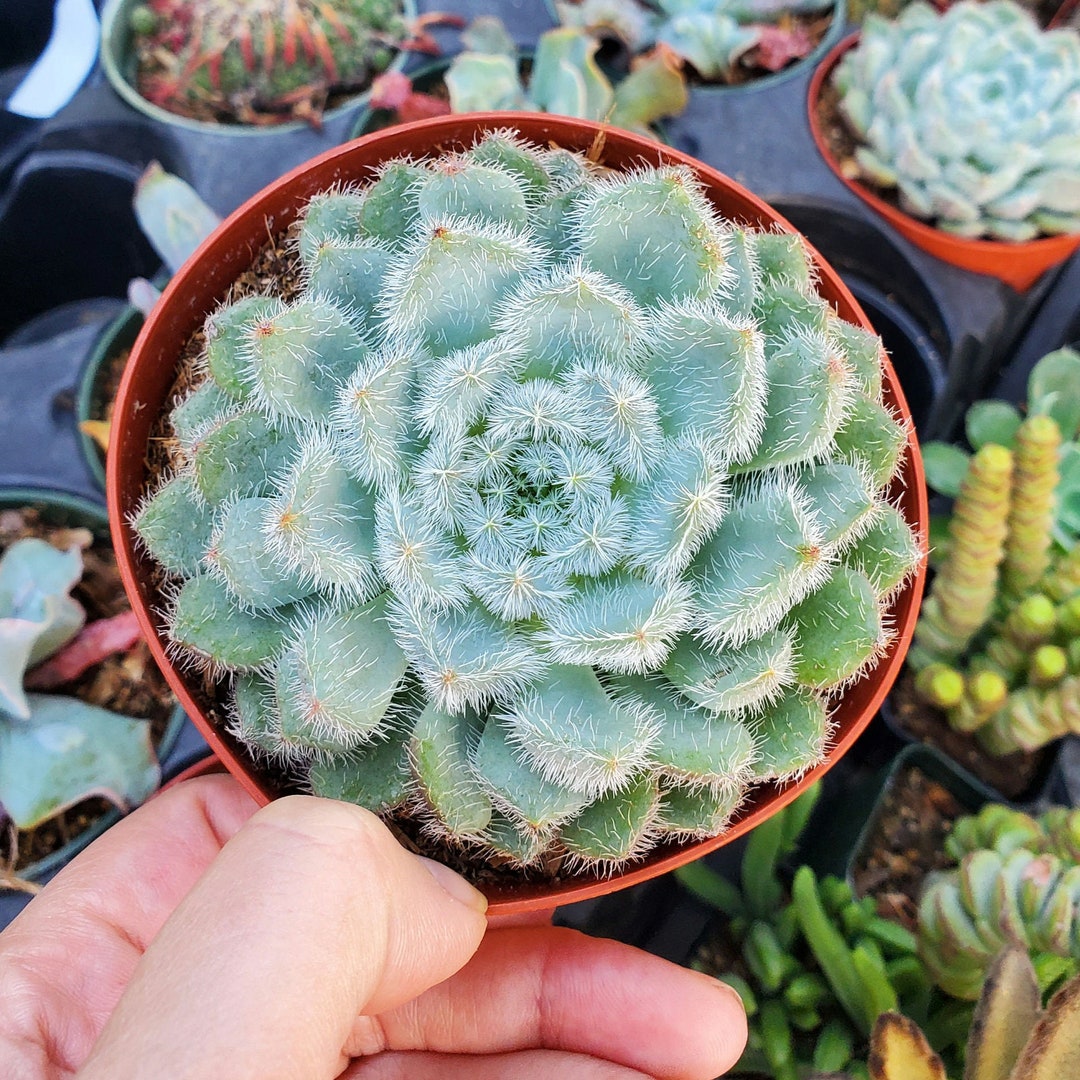 Echeveria Setosa 'mexican Firecracker' Succulent Plant - Etsy