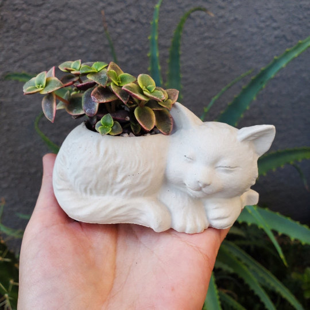 Crassula 'calico Kitten' Succulent Arrangement in Cement Cat Planter - Etsy