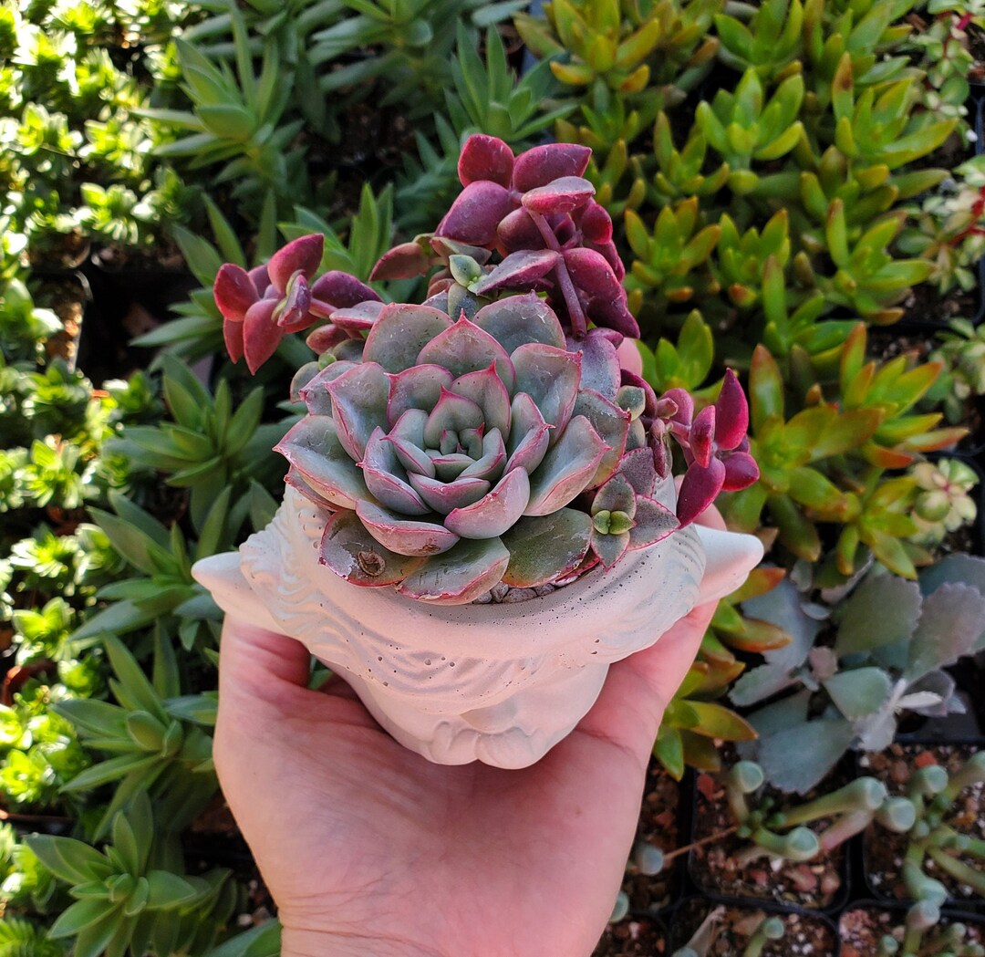 Succulent Angel Arrangement - Etsy