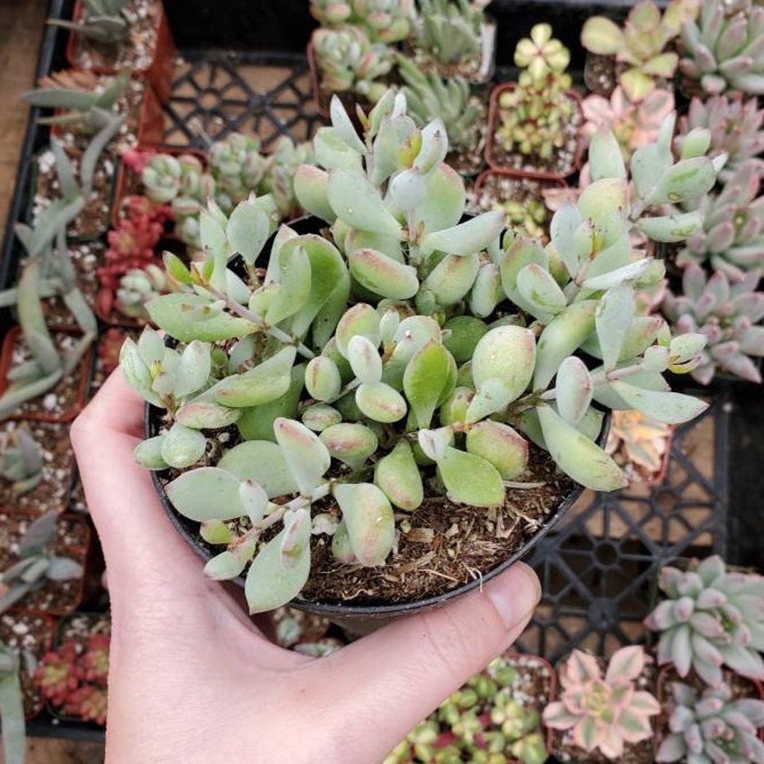 Cotyledon Pendens Succulent Plant - Etsy