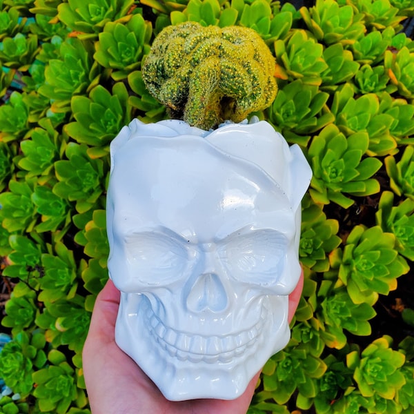 Brain Cactus Skull - Etsy