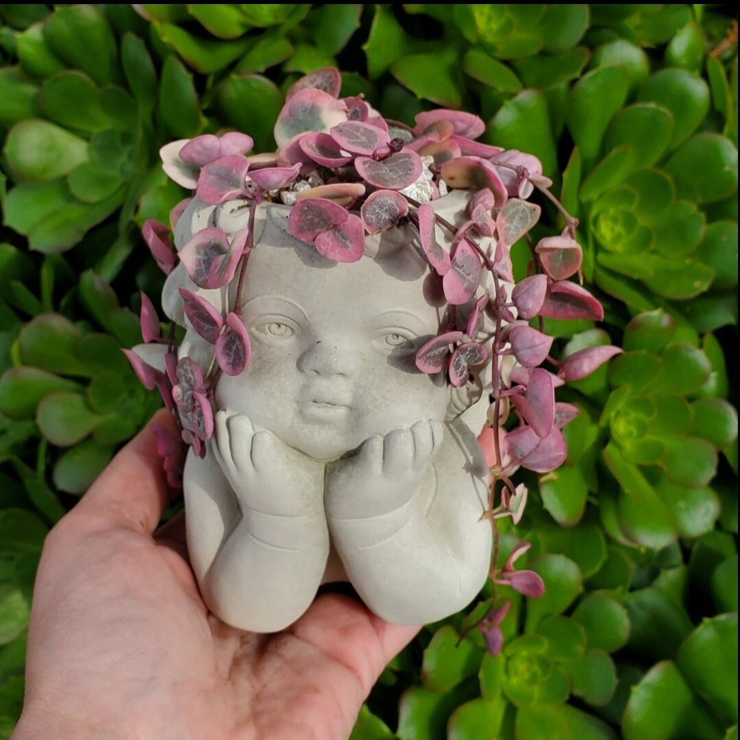 Variegated String of Hearts Angel Succulent Arrangement - Etsy