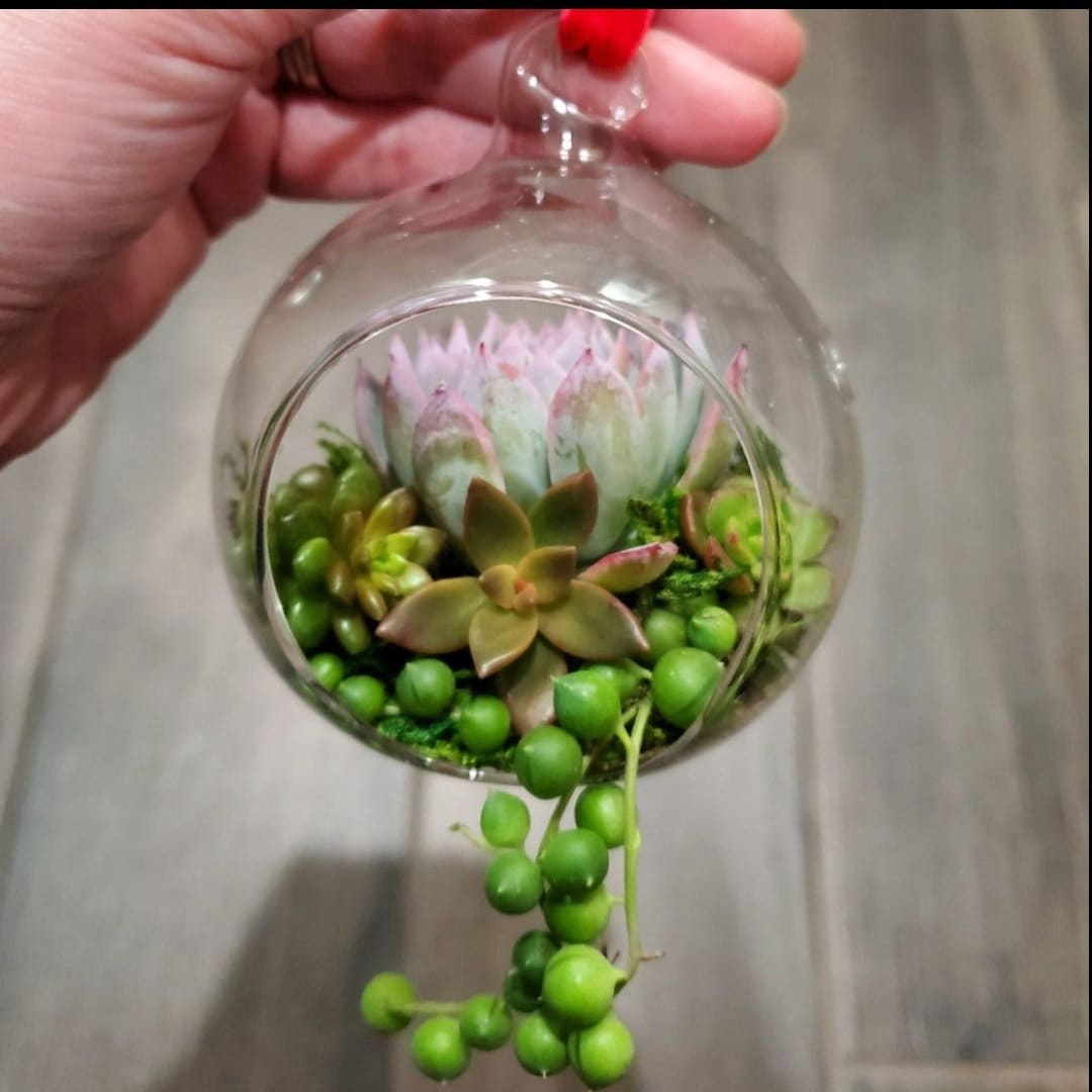 DIY Glass Succulent Hanging Terrarium Ornament Kit - Etsy