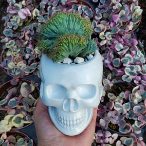 Brain Cactus Skull Succulent Arrangement - Etsy