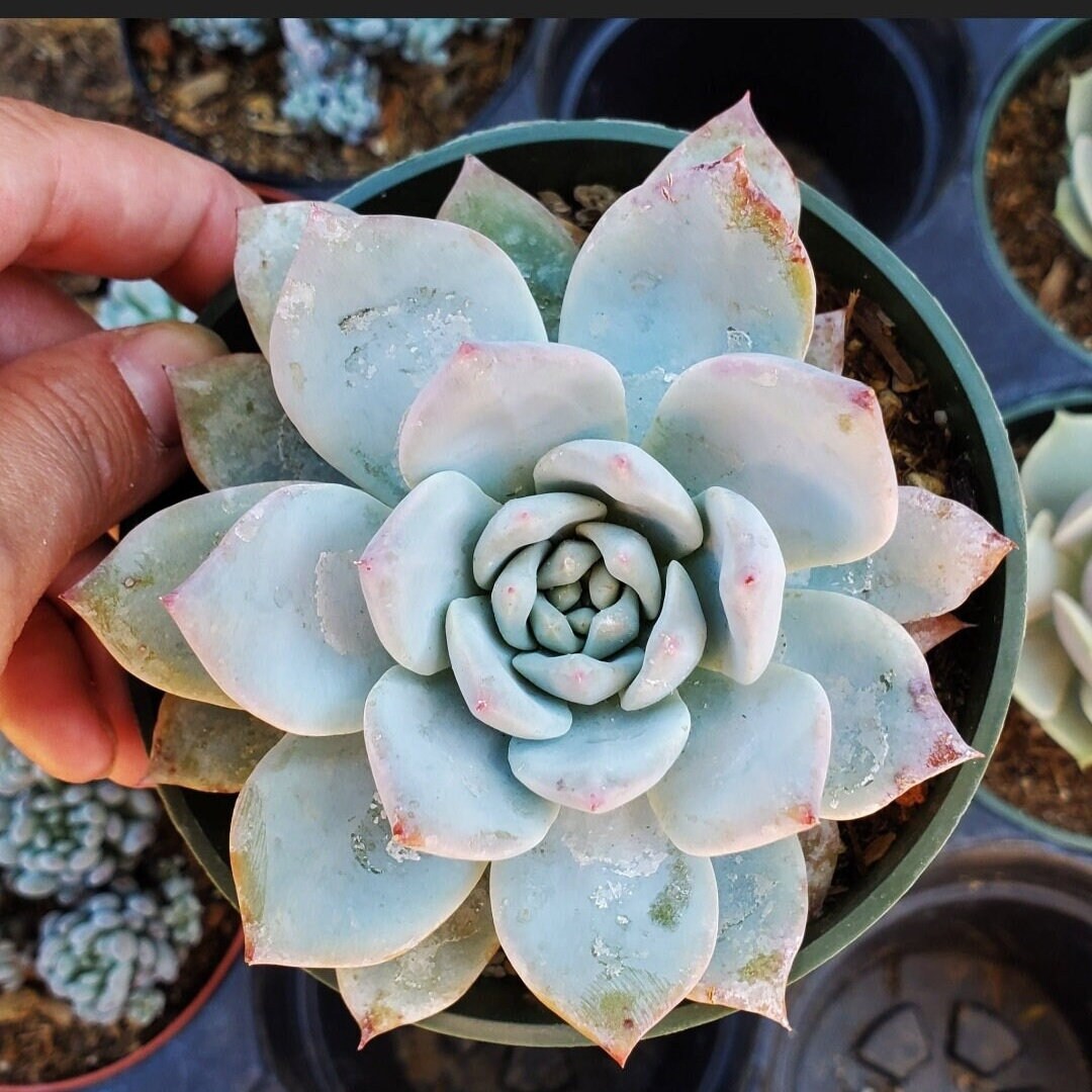 Echeveria 'blue Bird' Succulent Plant - Etsy