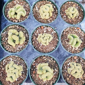 Mammillaria Elongata Cristata 'brain Cactus' Succulent Plant - Etsy