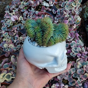 Brain Cactus Skull Succulent Arrangement - Etsy