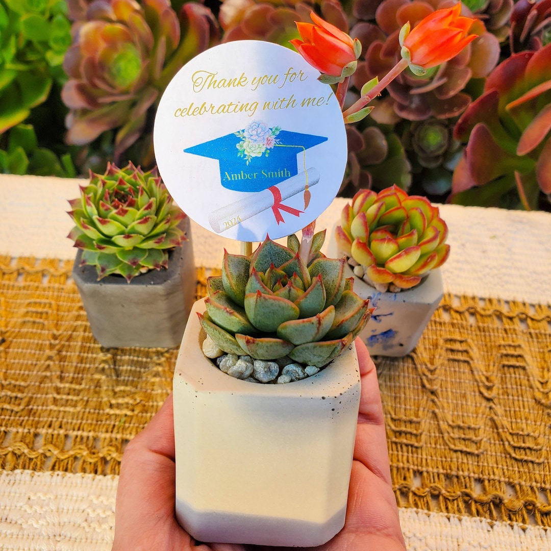 Graduation Celebration Succulent Favors in Mini Cement Pots - Etsy