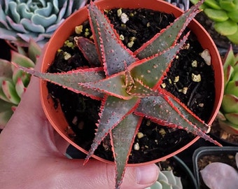 Aloe Christmas Sleigh 6 Inch Live Succulent Plant Indoor Plant House ...