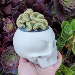 Brain Cactus Skull Succulent Arrangement - Etsy