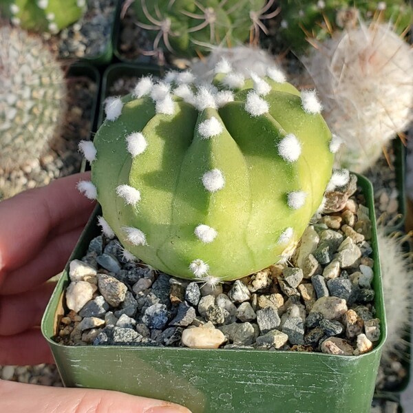 Domino Cactus - Etsy