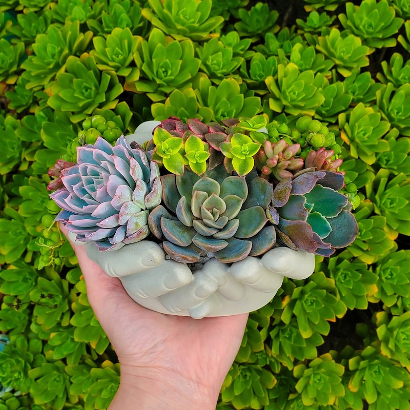 Valentine Planter - Etsy