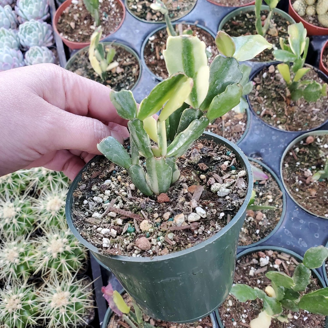 Variegated Schlumbergera 'variegated Christmas Cactus' Succulent Plant ...