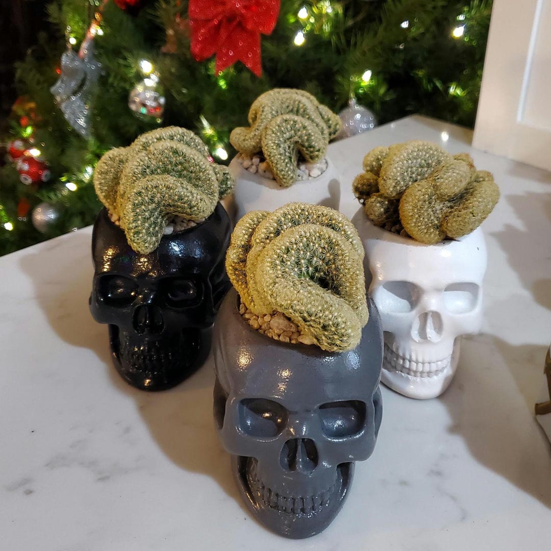 Brain Cactus Skull Succulent Arrangement - Etsy