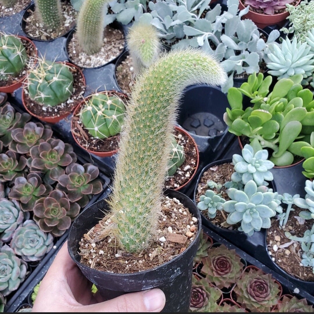 Cleistocactus Winteri Subsp. Colademononis 'monkey's Tail Cactus ...