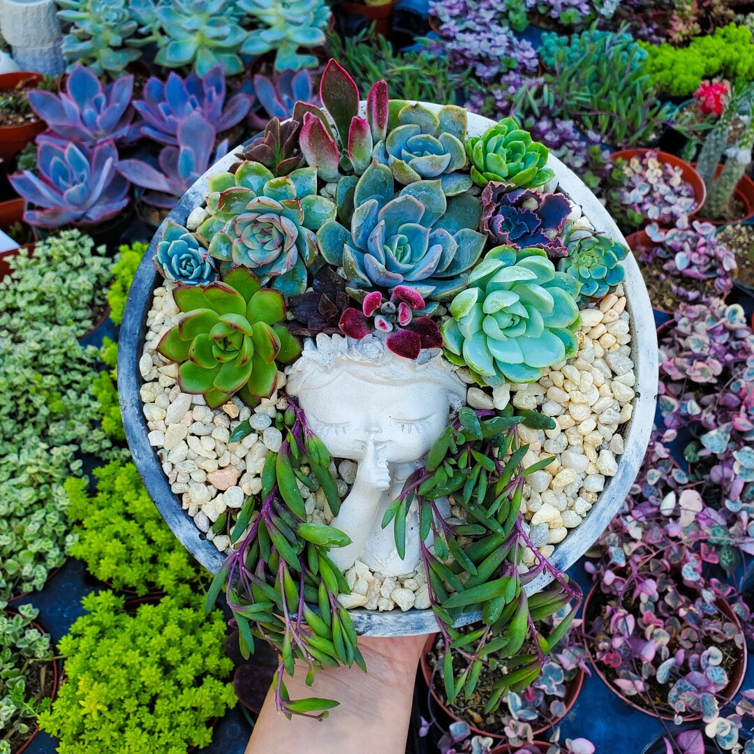 Large Circle Peaceful Girl Succulent Arrangement - Etsy