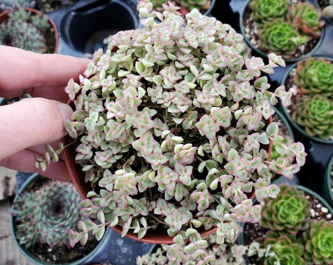 Crassula 'little Missy' Succulent Plant - Etsy