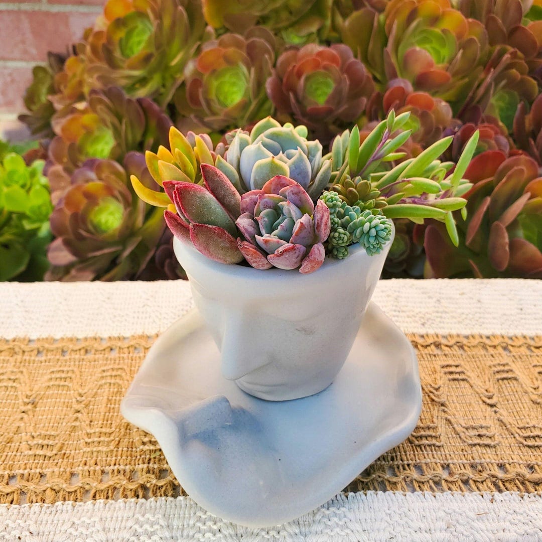 Succulent Face Teacup and Saucer Arrangement - Etsy