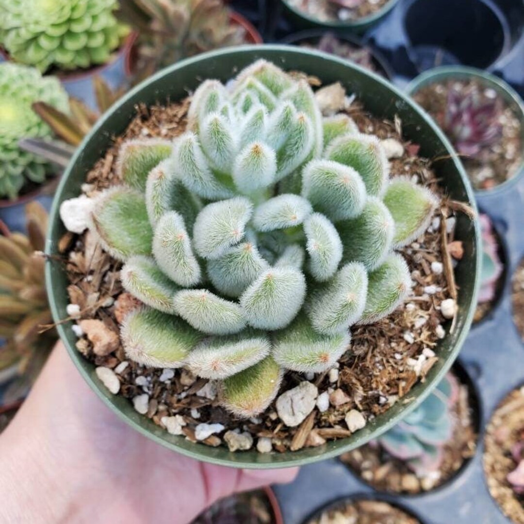 Echeveria 'doris Taylor' Succulent Plant - Etsy