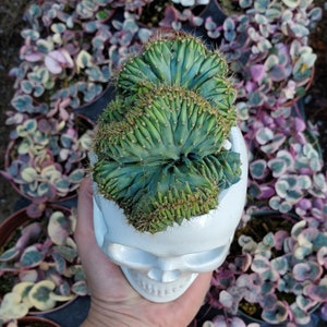 Brain Cactus Skull Succulent Arrangement - Etsy