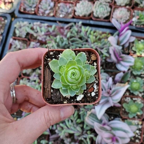 Mountain Rose Succulent - Etsy