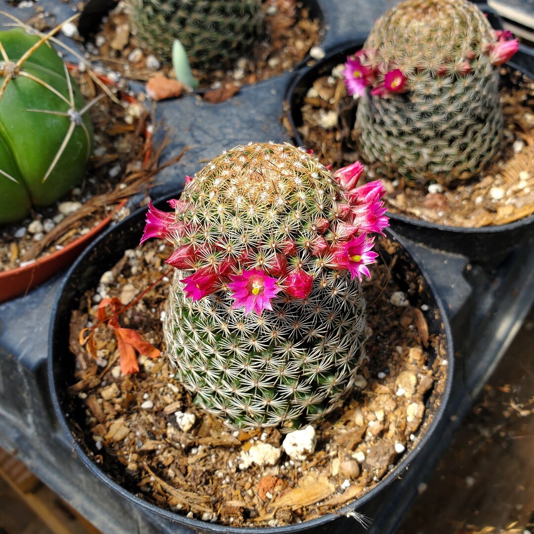 Mammillaria Matudae 'thumb Cactus' Succulent Plant - Etsy