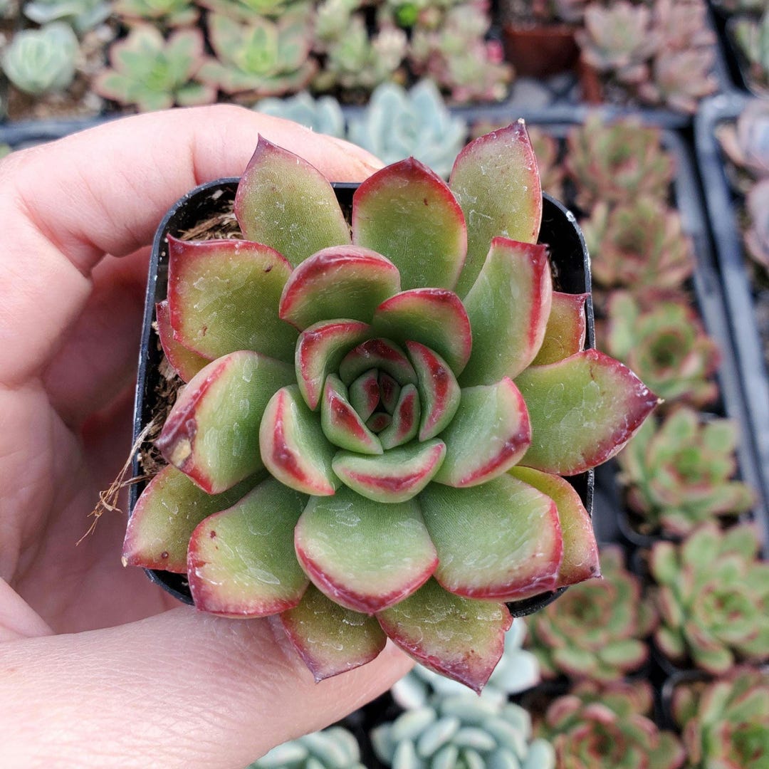 Echeveria 'puli-lindsayana' Succulent Plant - Etsy