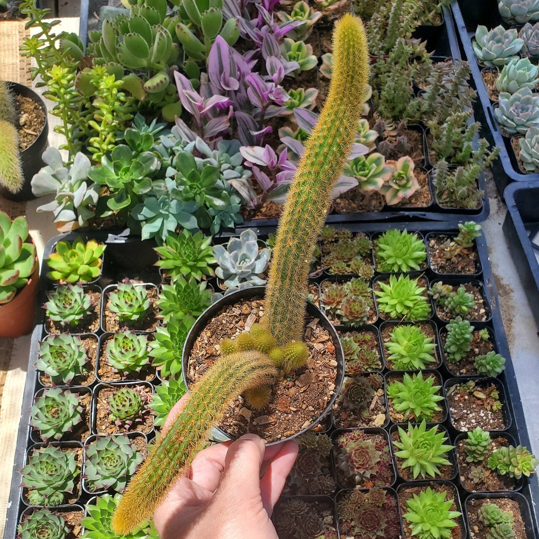 Cleistocactus Winteri 'golden Rat's Tail' Cactus Succulent Plant - Etsy