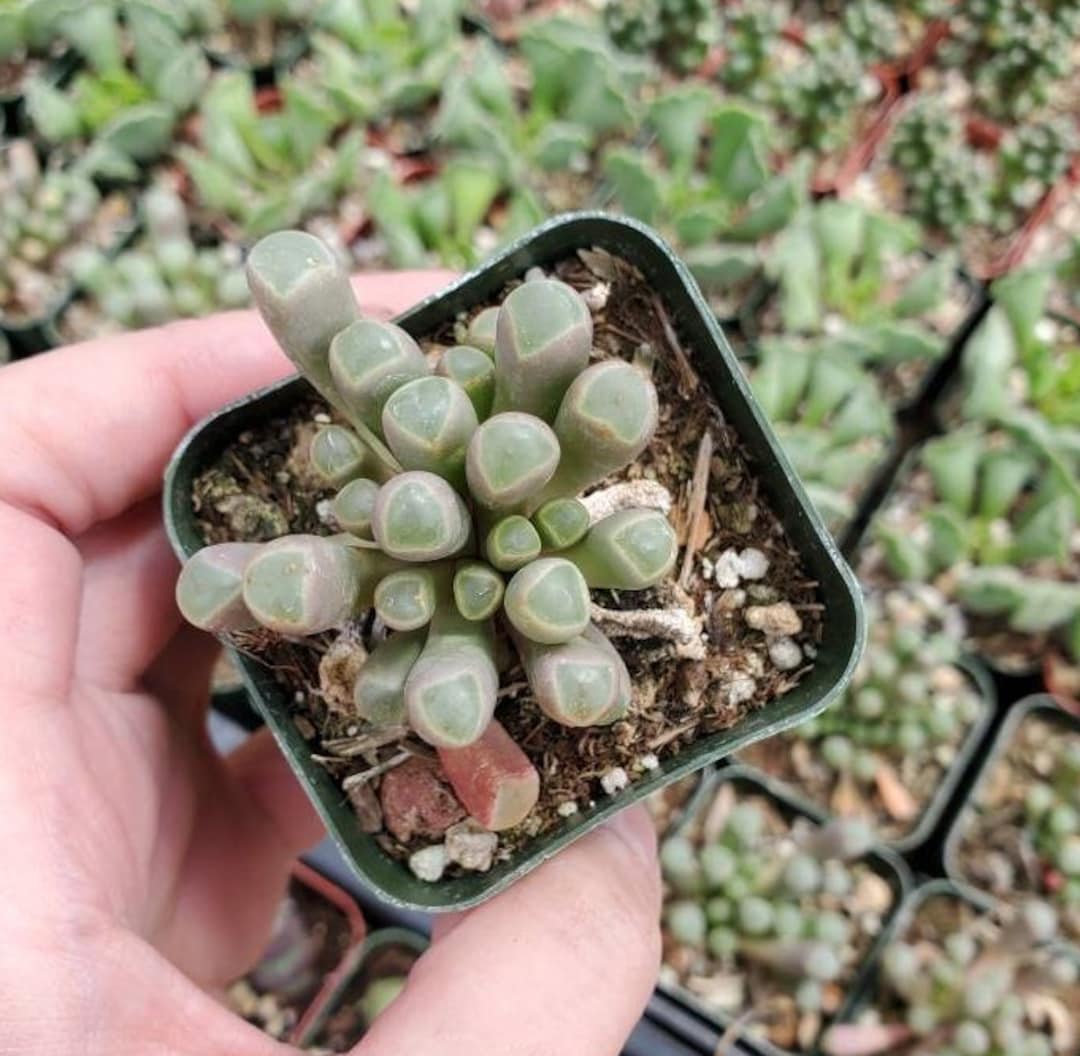 Fenestraria Rhopalophylla 'baby Toes' Succulent Plant - Etsy