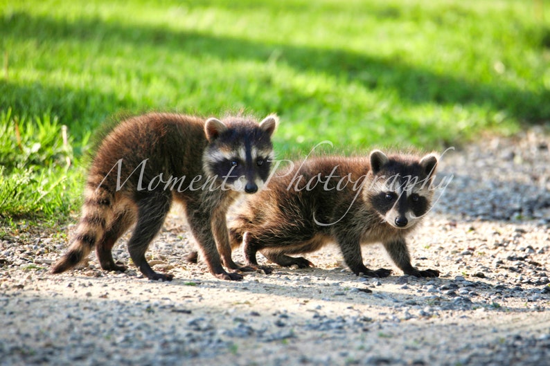 Raccoon, Raccoon Art, Digital Downloads, Digital Photography, Printable ...