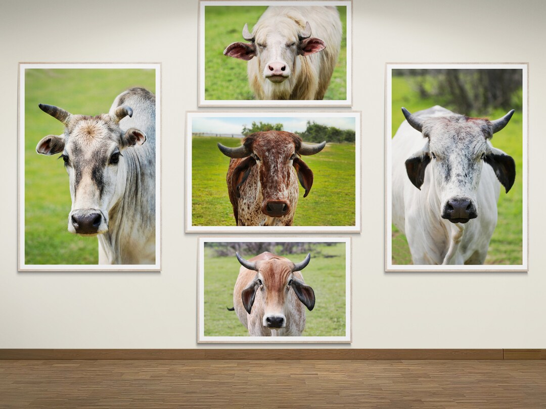 Cow, Cow Wall Art, Digital Download, Cattle, Digital Photography ...