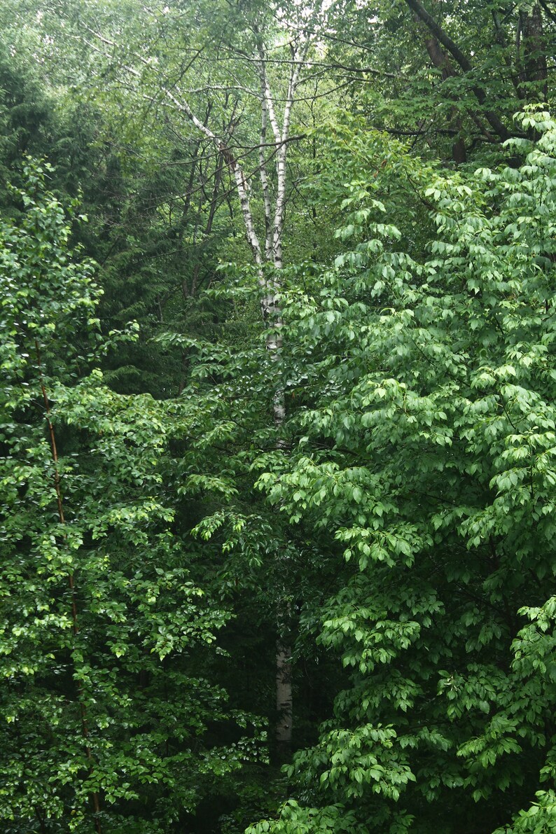 Lone Birch Tree in the Forest - Etsy