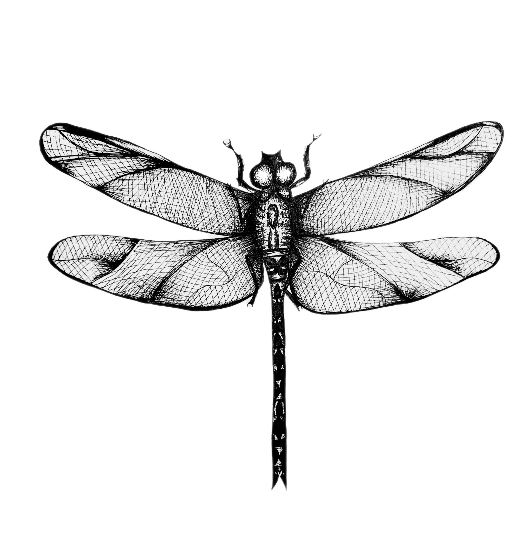 Drawing A Dragonfly Stippling With Pen And Ink, 48% OFF Drawing A Dragonfly Stippling With Pen And Ink, 48% OFF