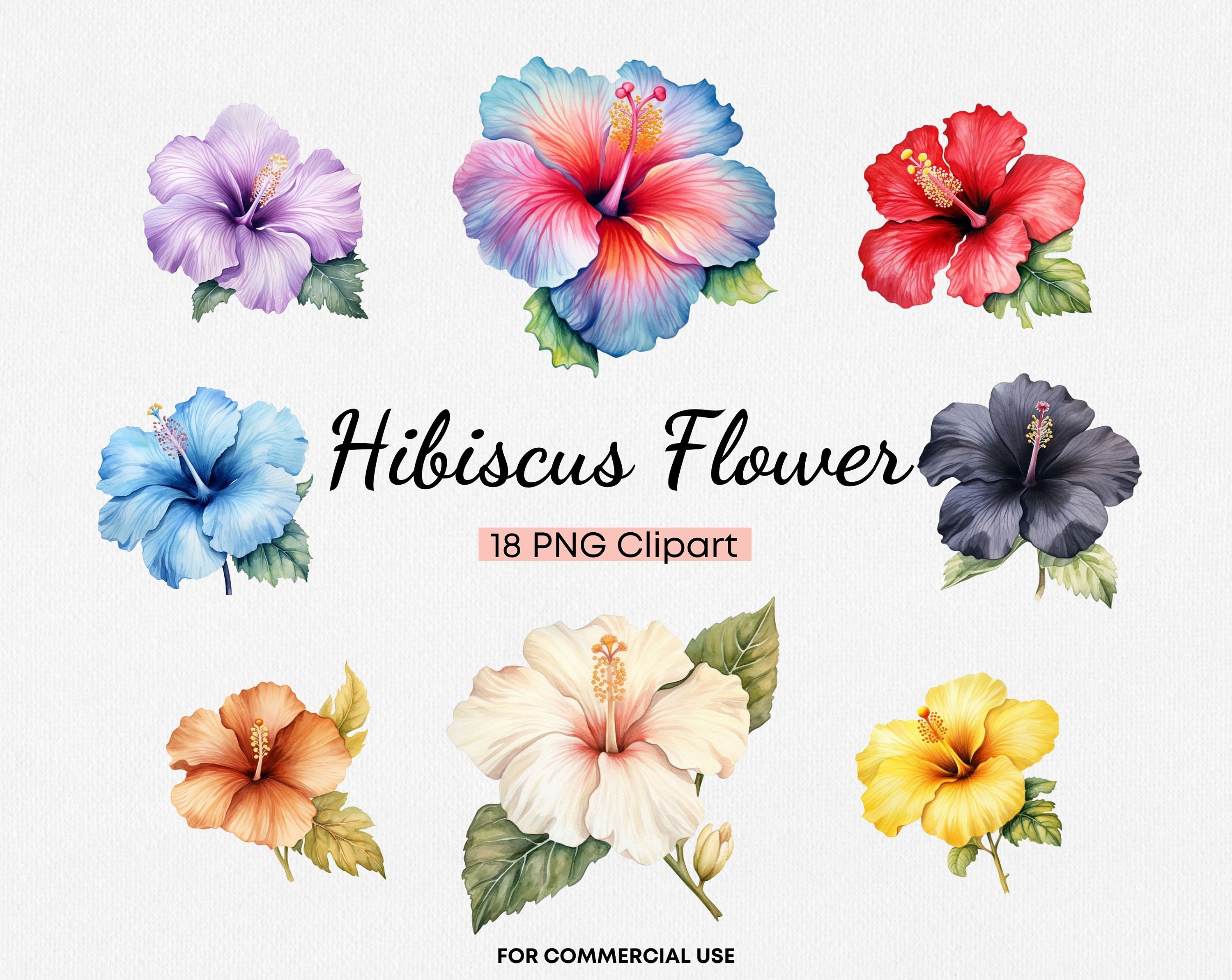 Hibiscus Flower Clipart, 18 Transparent PNG Watercolor Hibiscus Flowers ...