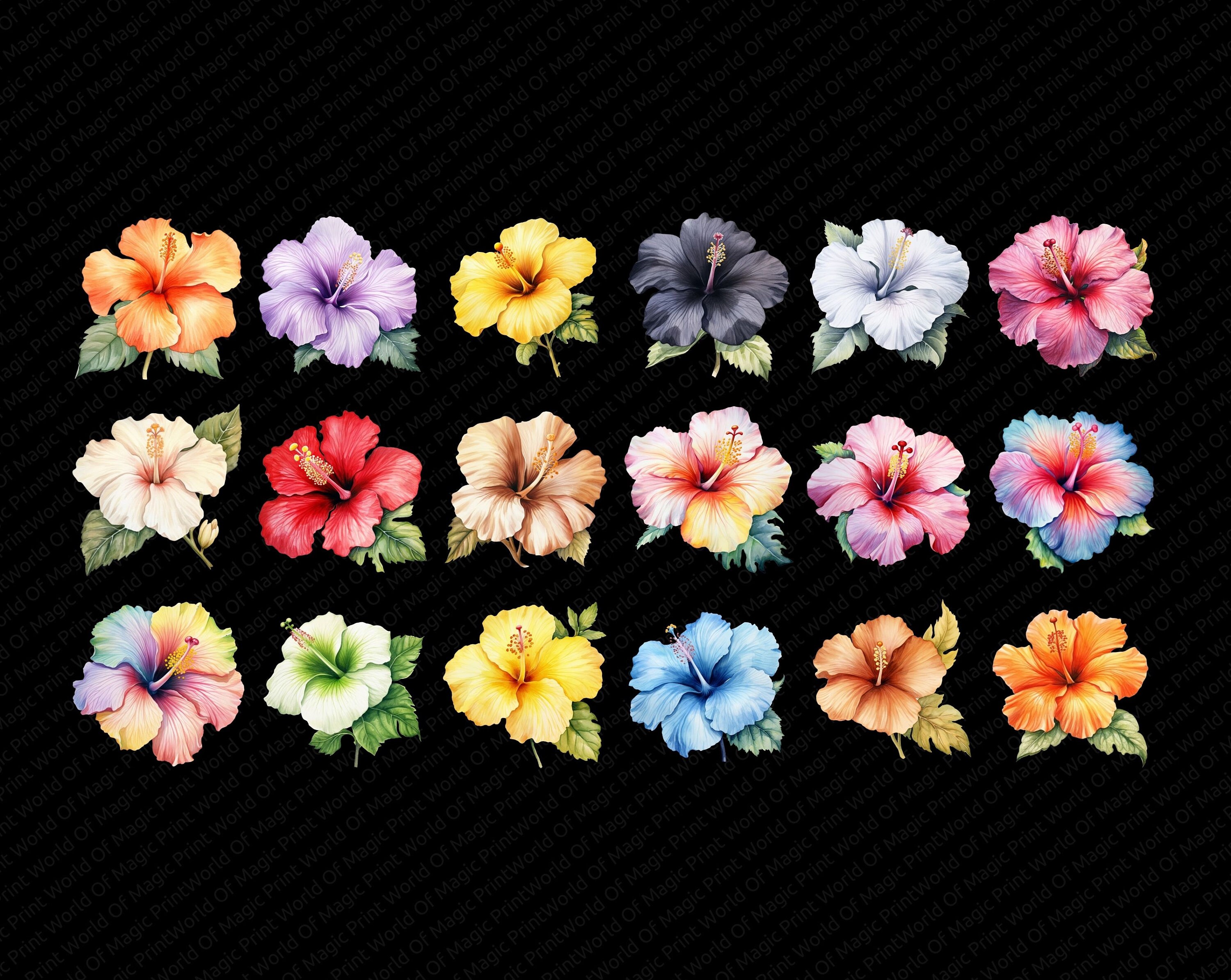 Hibiscus Flower Clipart, 18 Transparent PNG Watercolor Hibiscus Flowers ...