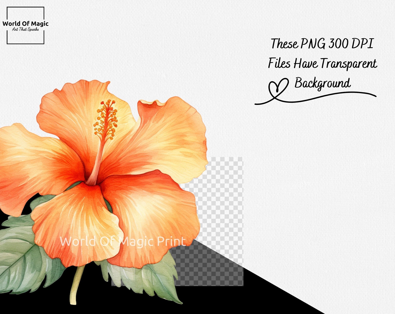 Hibiscus Flower Clipart, 18 Transparent PNG Watercolor Hibiscus Flowers ...