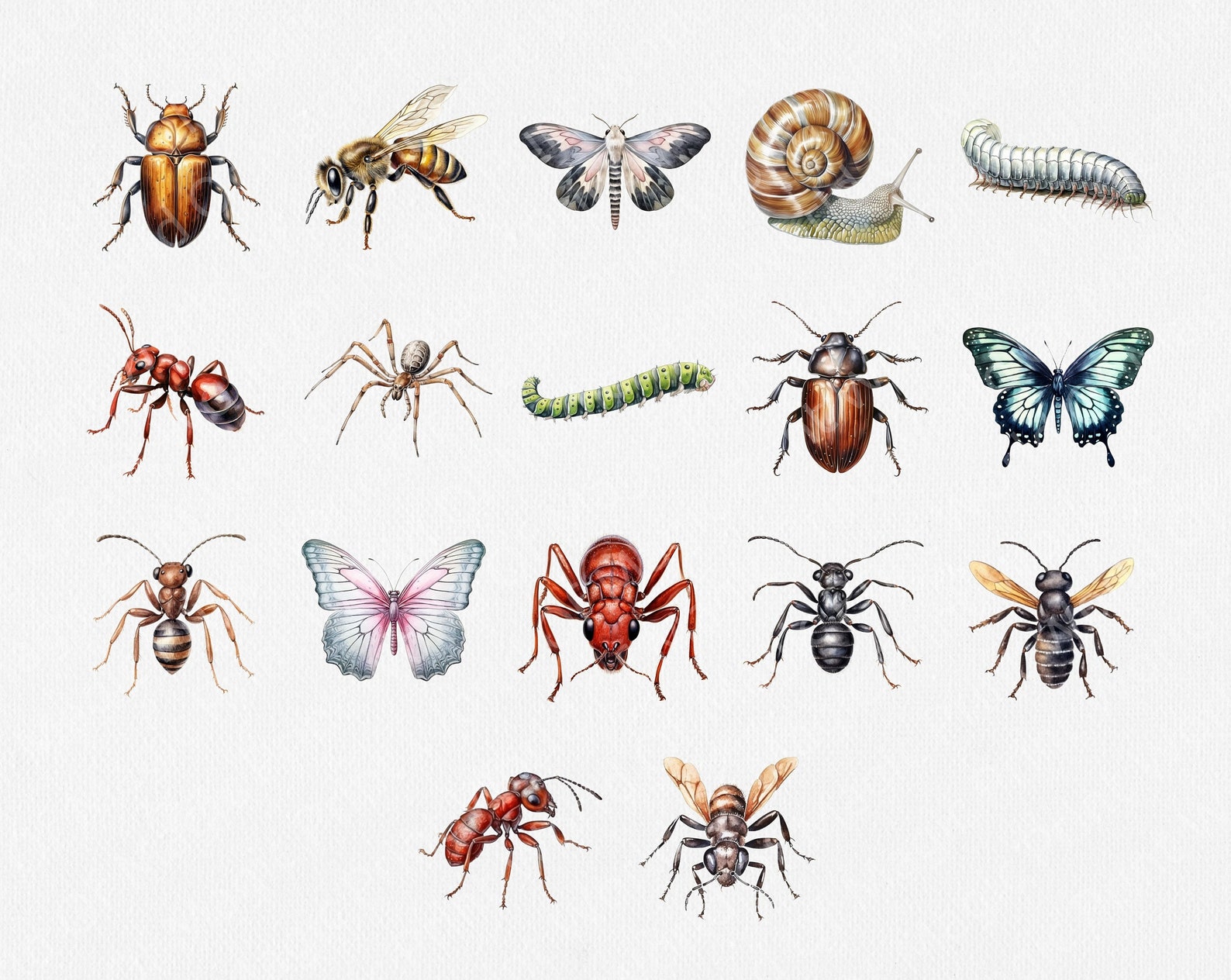 Ants Bugs Clipart, 25 PNG Watercolor Ant Insect Butterfly, Bee Ladybug ...