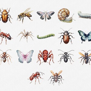 Ants Bugs Clipart, 25 PNG Watercolor Ant Insect Butterfly, Bee Ladybug ...