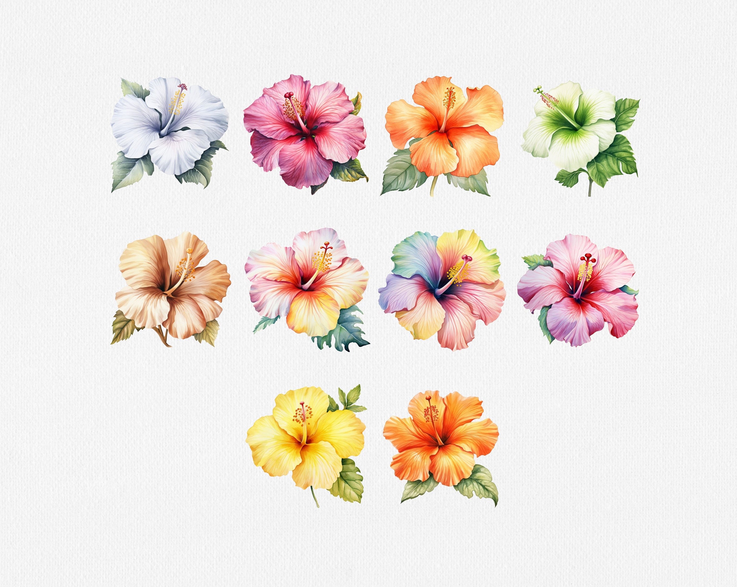 Hibiscus Flower Clipart, 18 Transparent PNG Watercolor Hibiscus Flowers ...