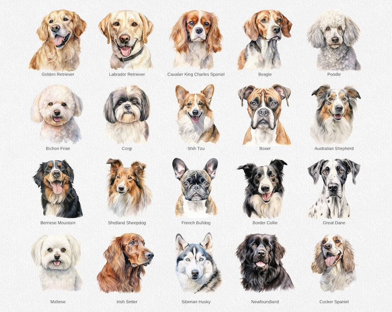 Dog Breeds Clipart Bundle 100 Types of Breeds Watercolor - Etsy Canada