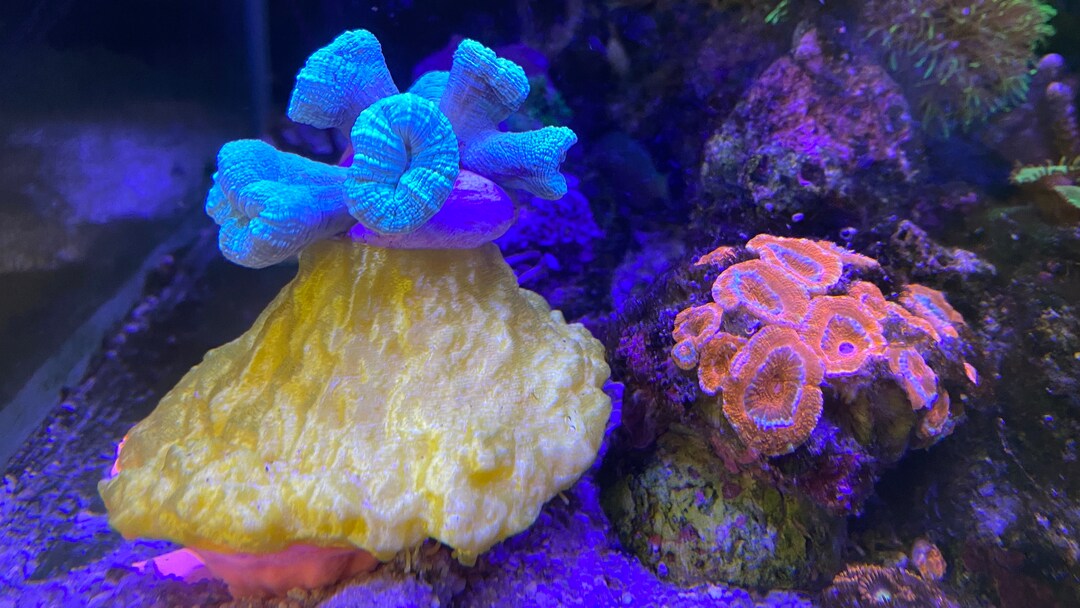 Coral Holder Rocks Colorful Coral Holder Increase 4 Plugs Reef Reef ...