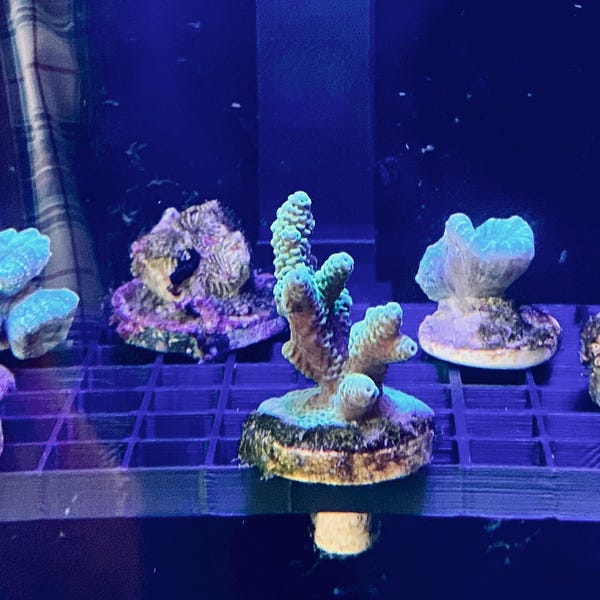 Coral Frag Stand - Etsy